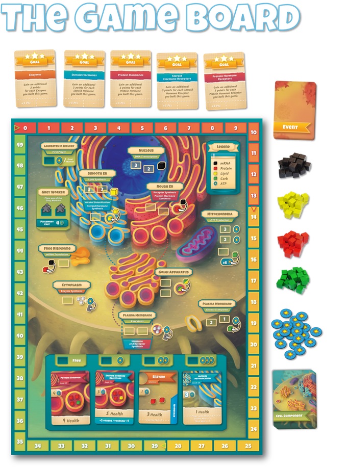 وستاگیم | سیتوزیس: بازی زیست شناسی سلولی